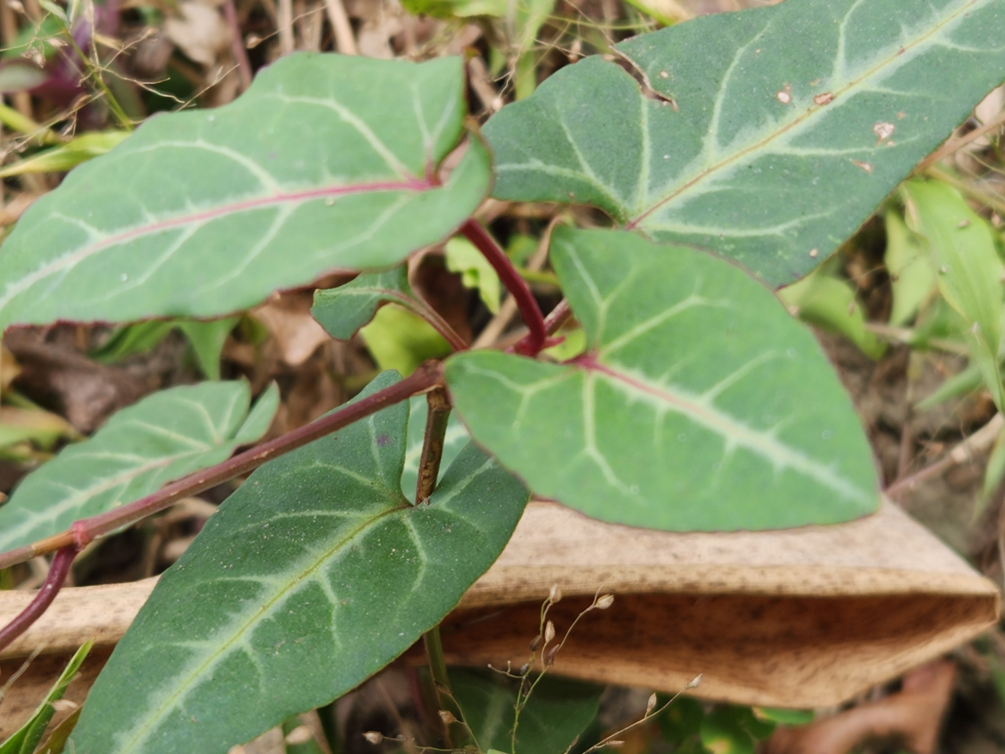 Fallopia multiflora (Thunb.) Haraldson