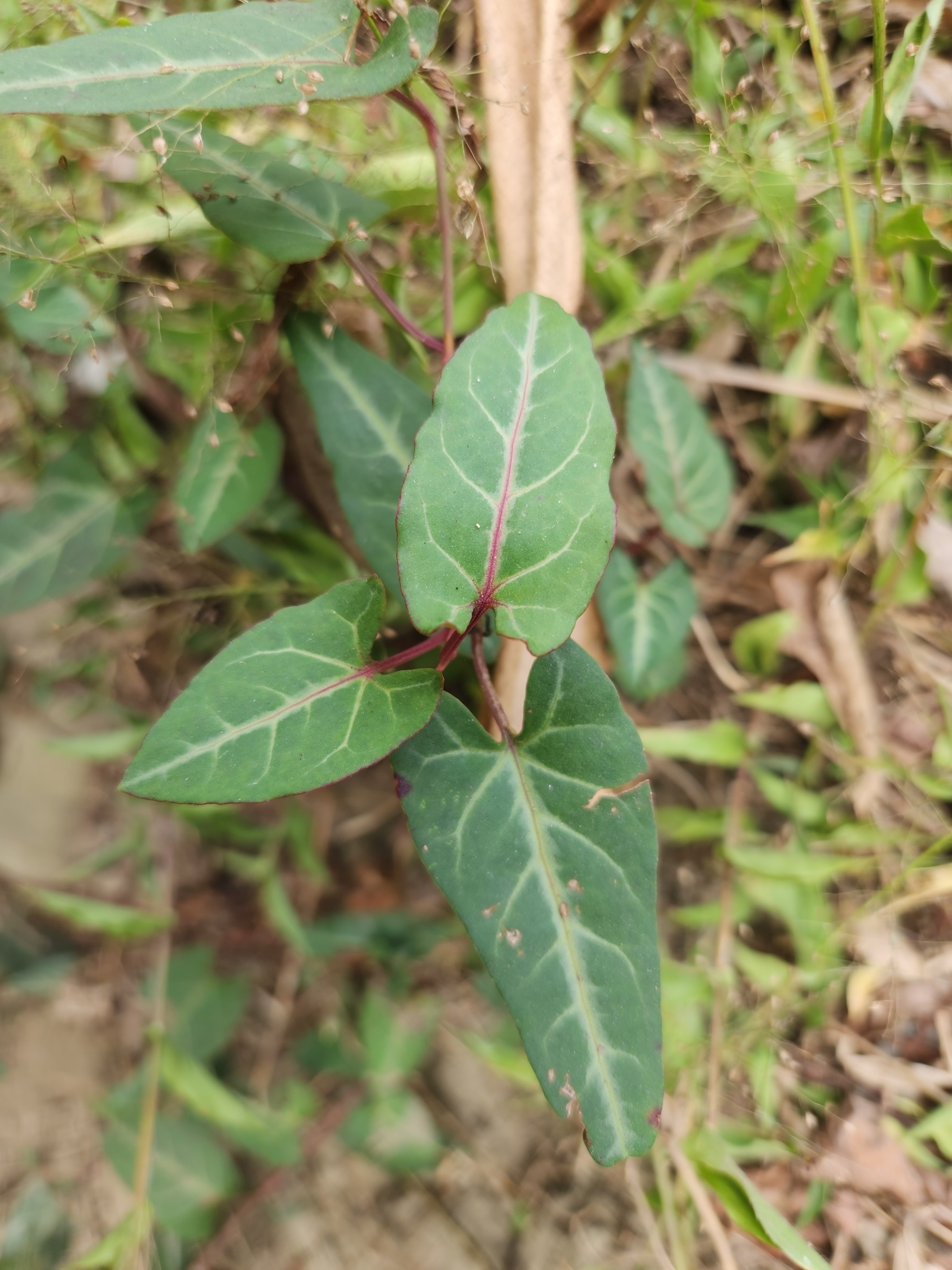 Fallopia multiflora (Thunb.) Haraldson