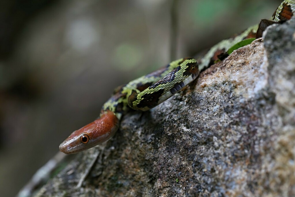 Flower Snake in April 2018 by Vojtěch Víta · iNaturalist