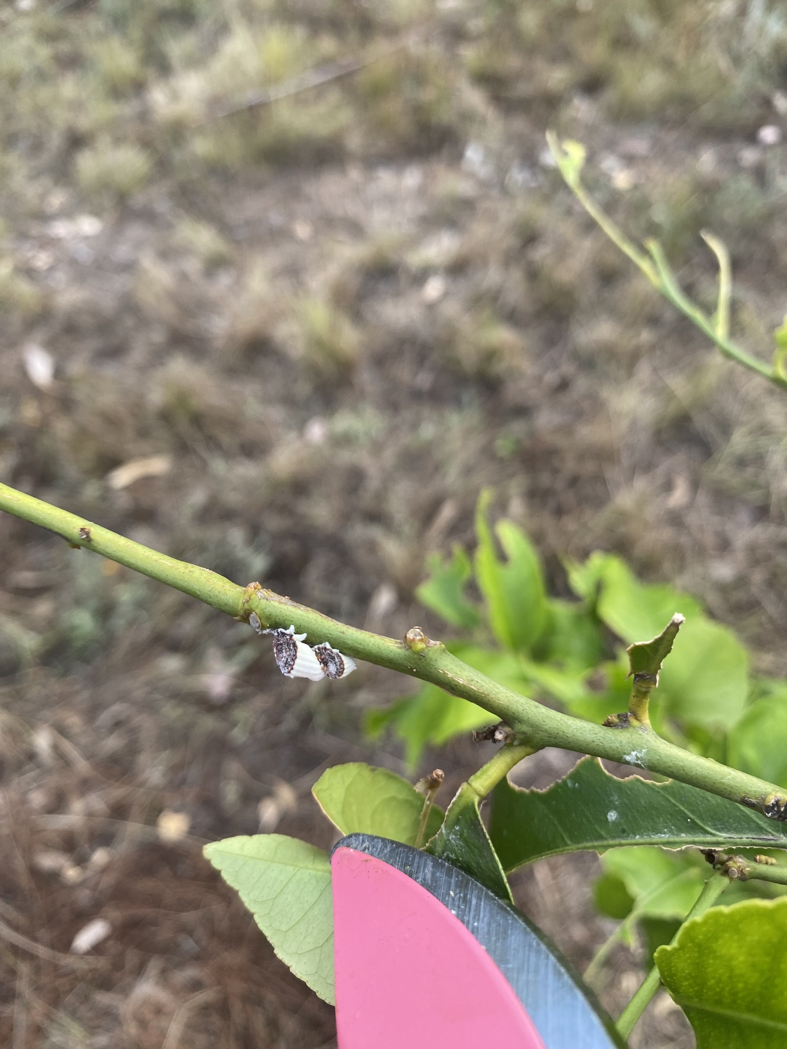 Icerya purchasi Maskell, 1879