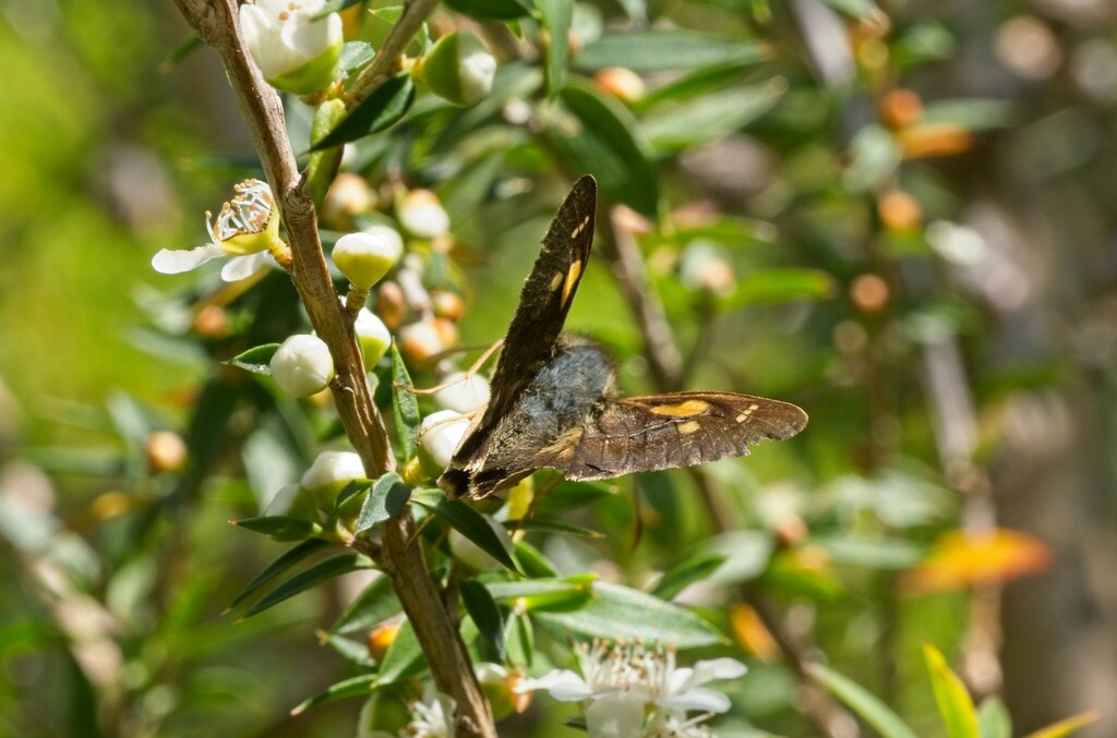 Flame Sedge-skipper from Yarra Ranges - Pt B, Victoria, Australia on ...