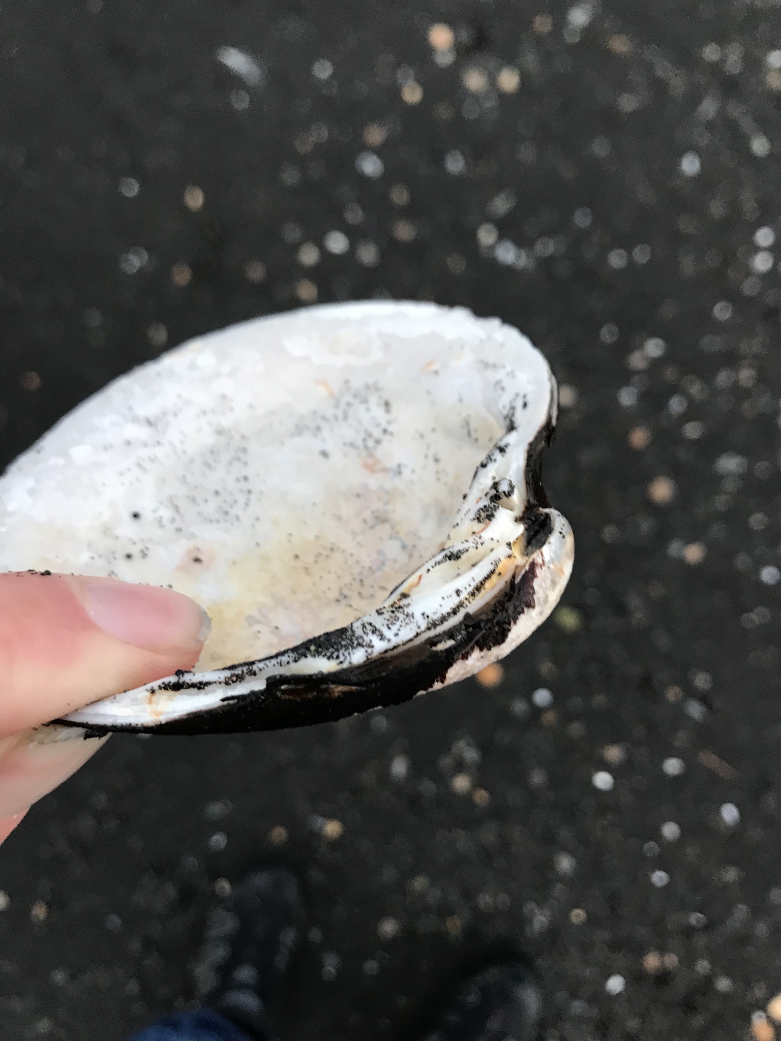 Arctica islandica (Linnaeus, 1767)