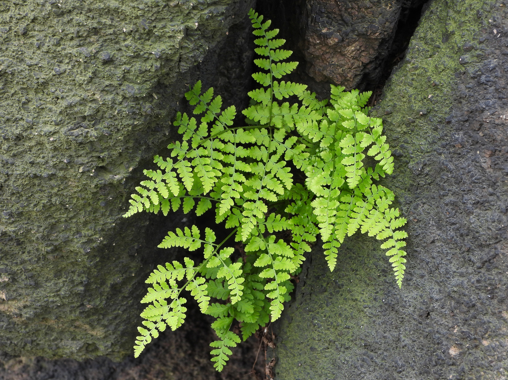 Polypodiales from Laoshan District, Qingdao, Shandong, China on July 19 ...
