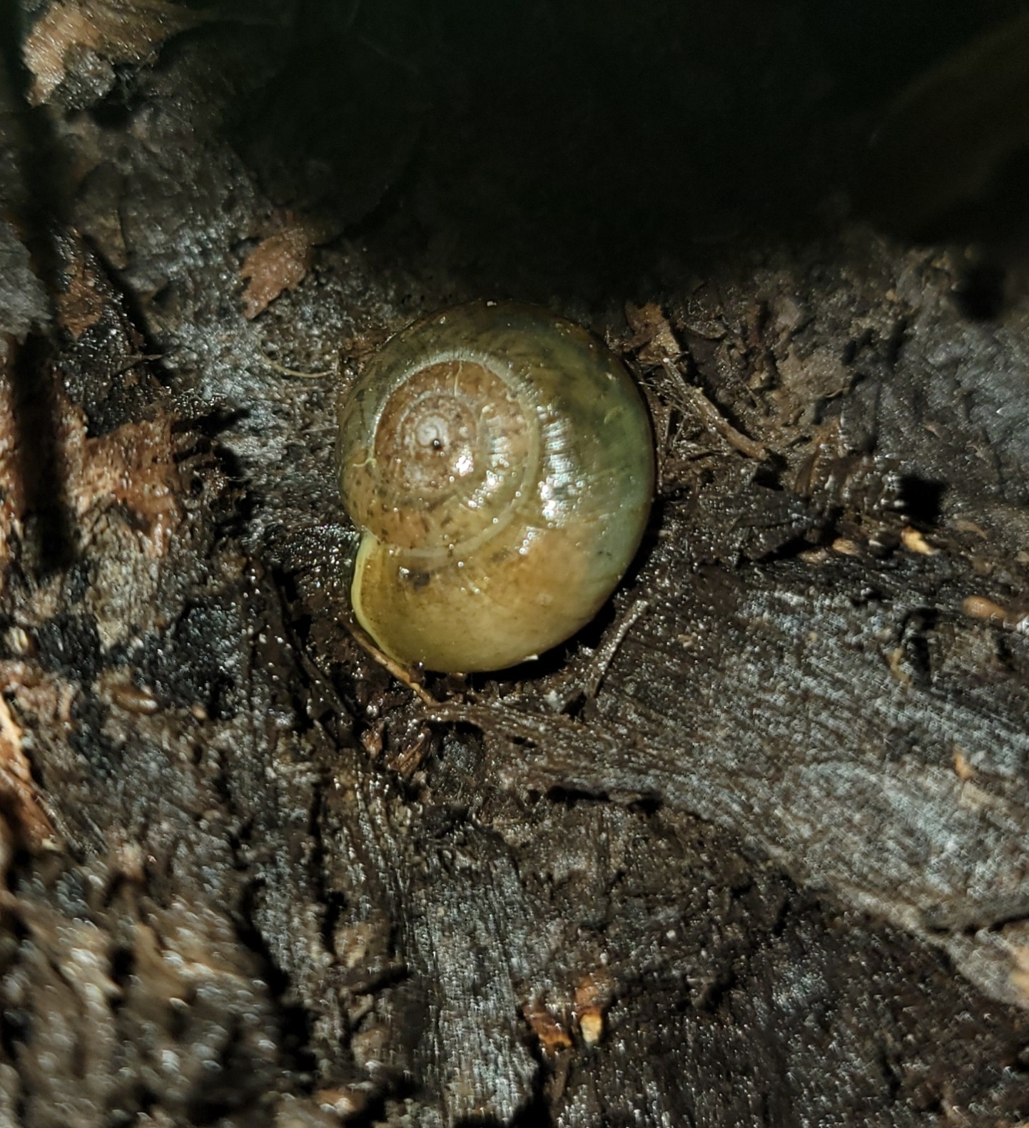 Haplotrema Ancey, 1881