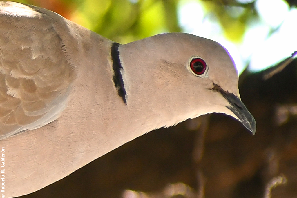 Eurasian Collared-Dove from Arbor Hills Nature Preserve, Plano, Denton ...