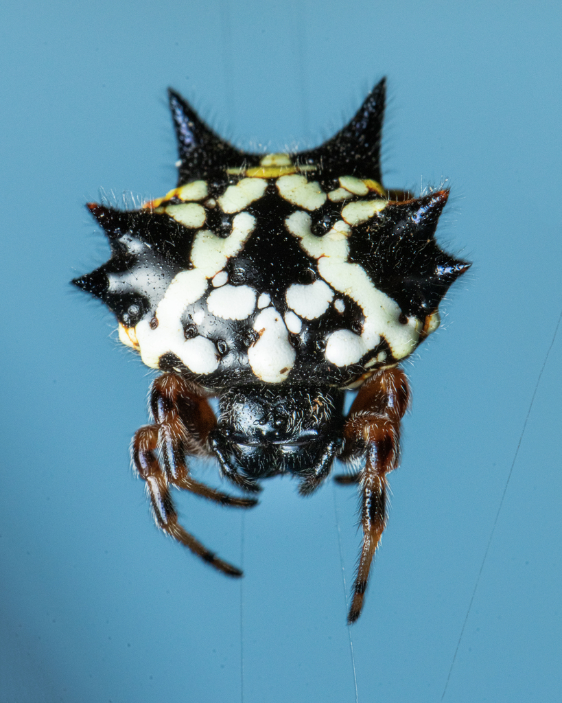 Christmas Jewel Spider from Australia; Victoria; Dadswells Bridge on ...
