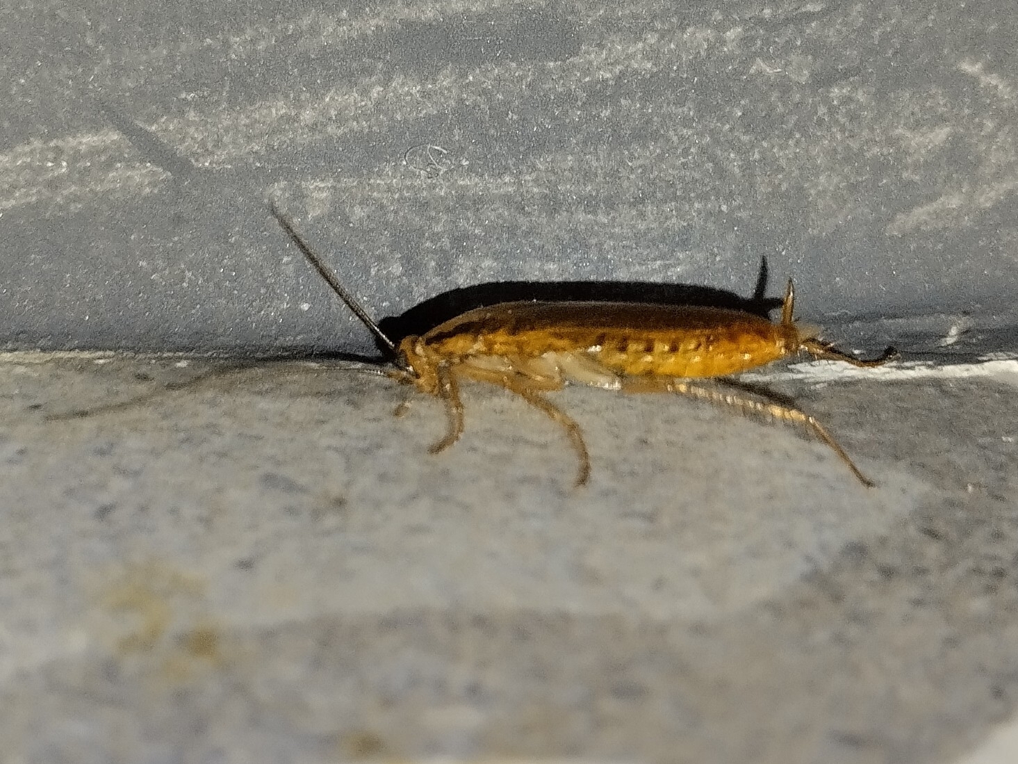 Blattella germanica (Linnaeus, 1767)