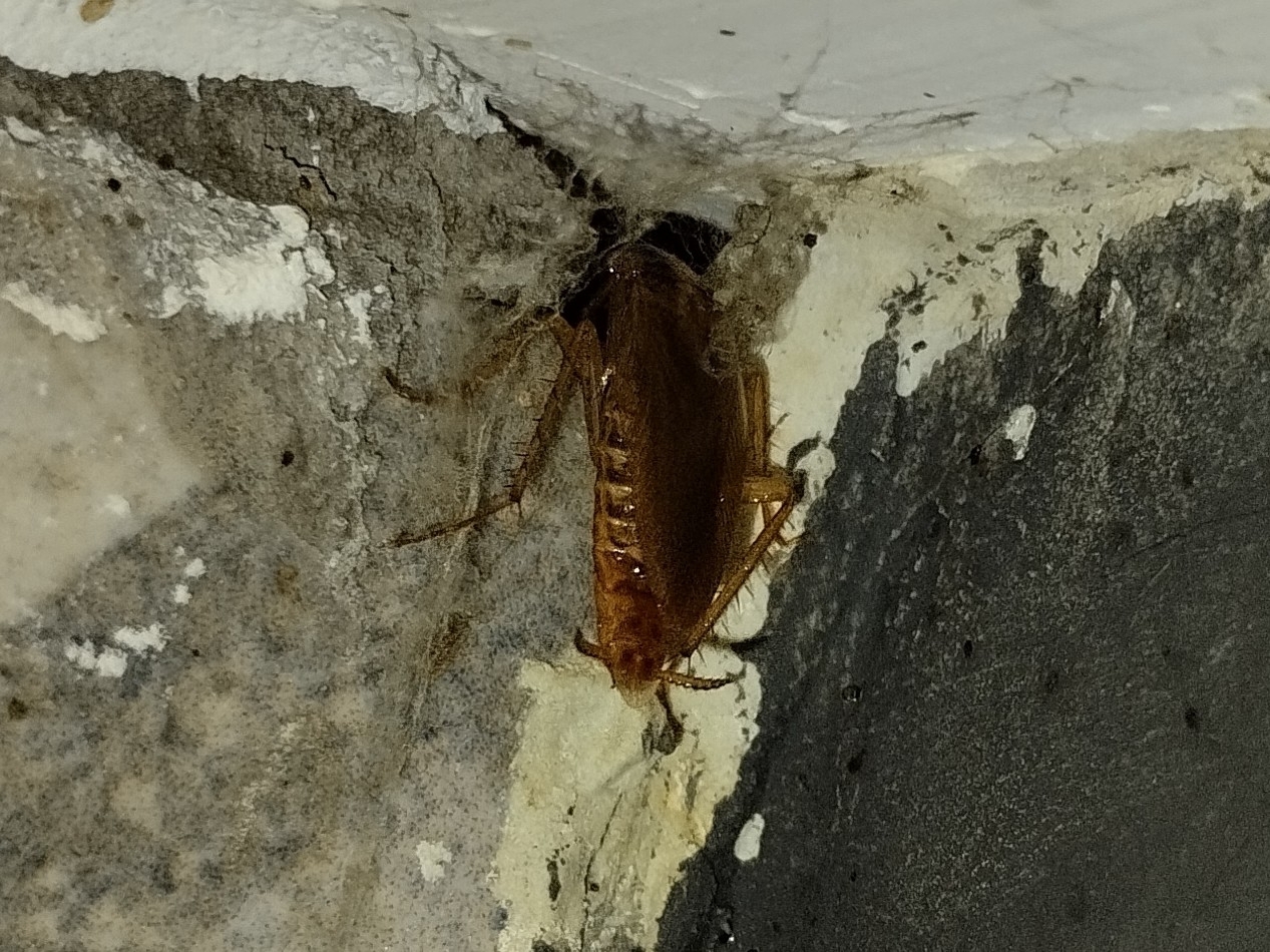 Blattella germanica (Linnaeus, 1767)