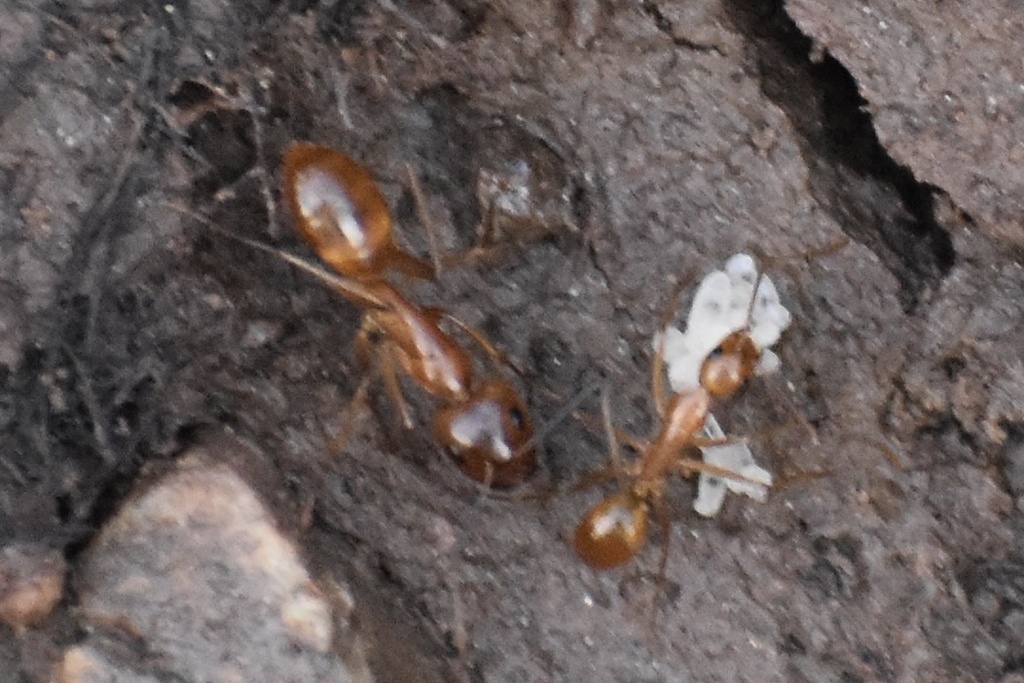 Camponotus fragilis from Millar Ranch Rd, Spring Valley, CA, US on ...