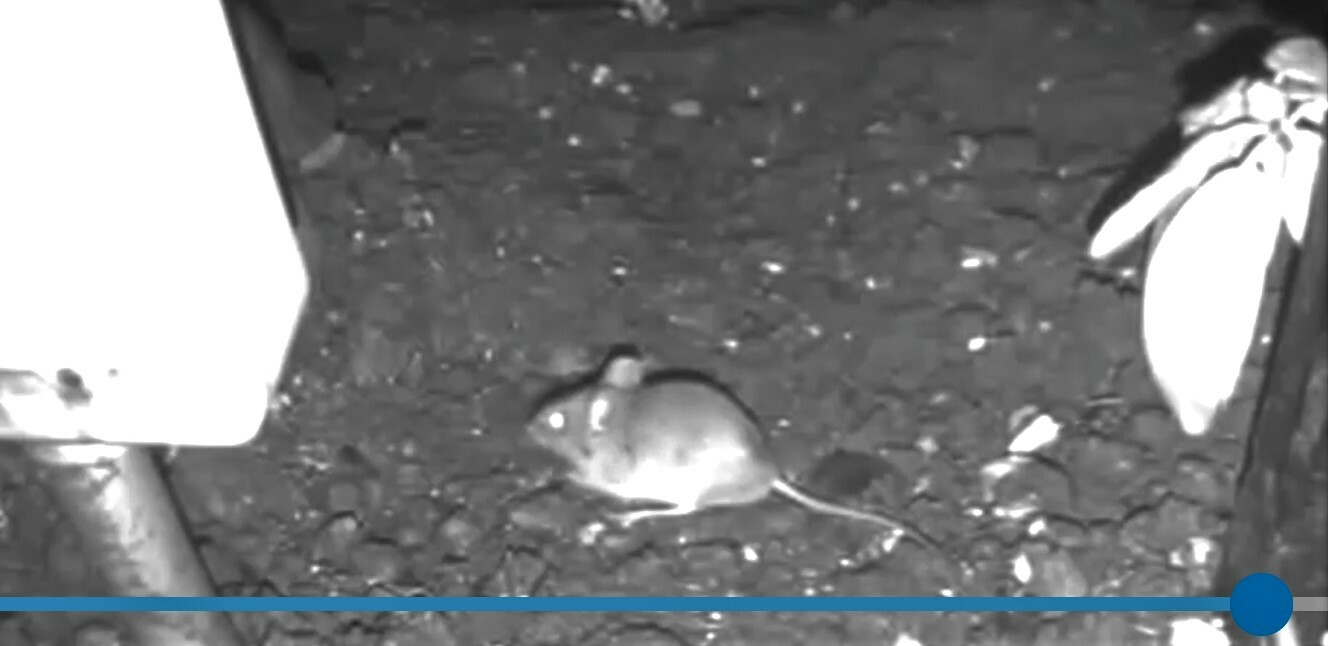 Mus musculus Linnaeus, 1758