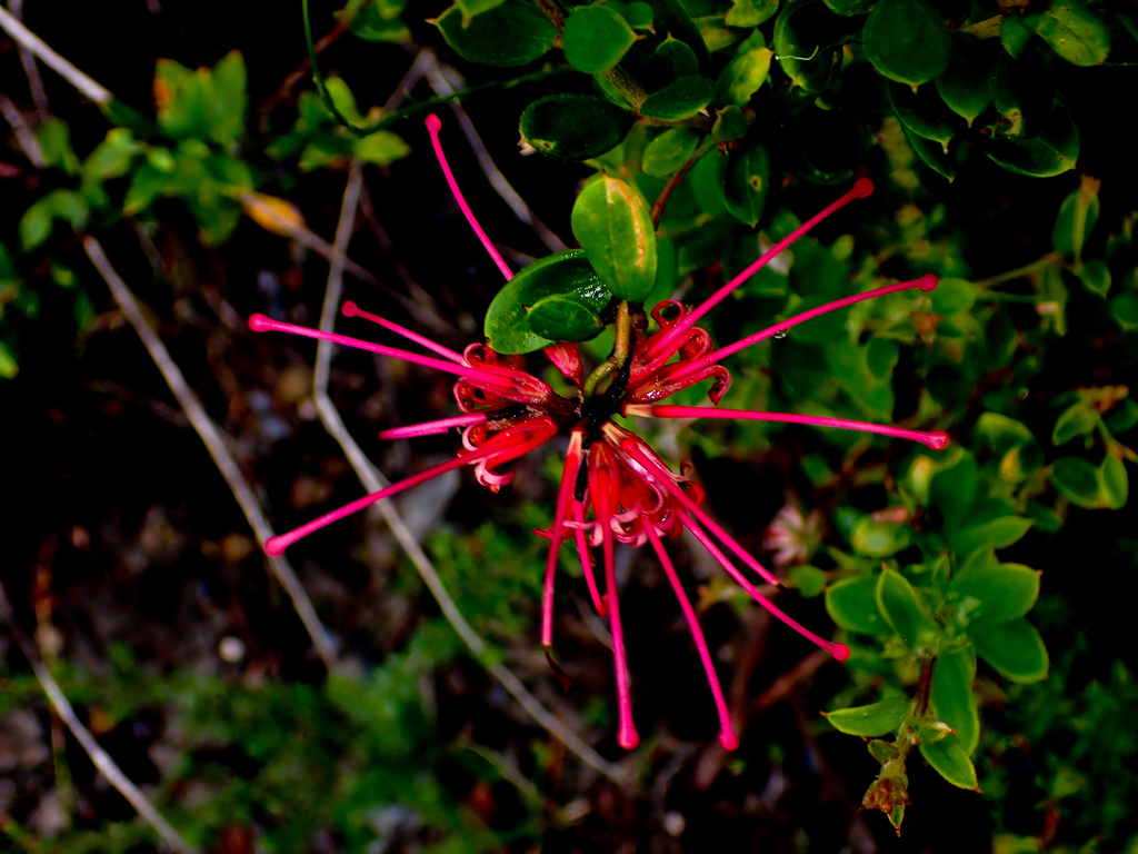 Red Spider Flower from Reeves Street, Narara NSW, Australia on January ...