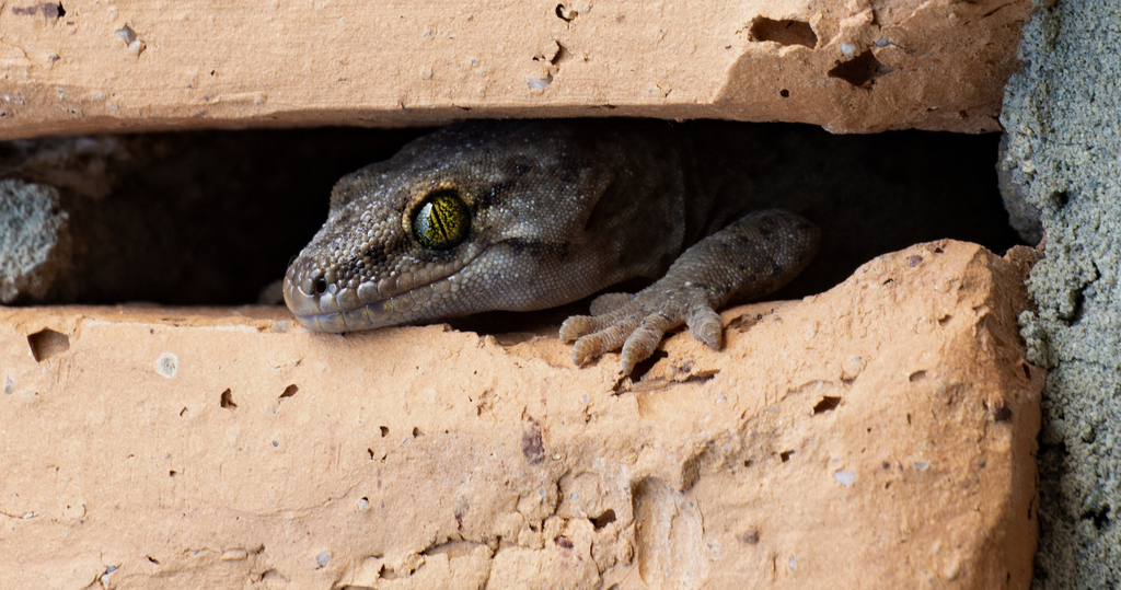 Waitaha Gecko in January 2023 by Jenn · iNaturalist