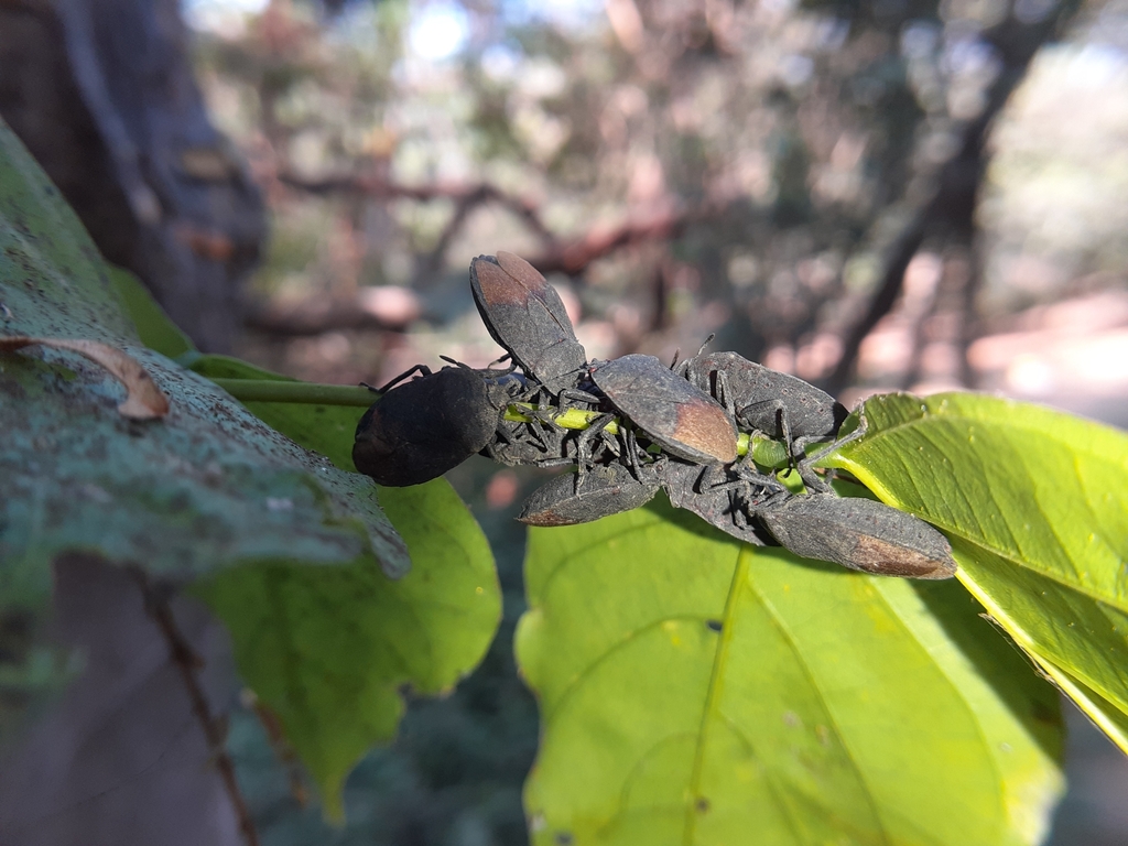 Cyclopelta siccifolia from Maharashtra Nature Park on January 22, 2023 ...