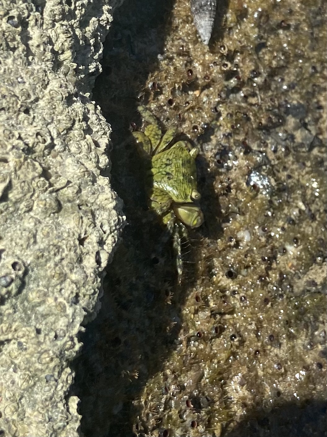 Pachygrapsus transversus (Gibbes, 1850)