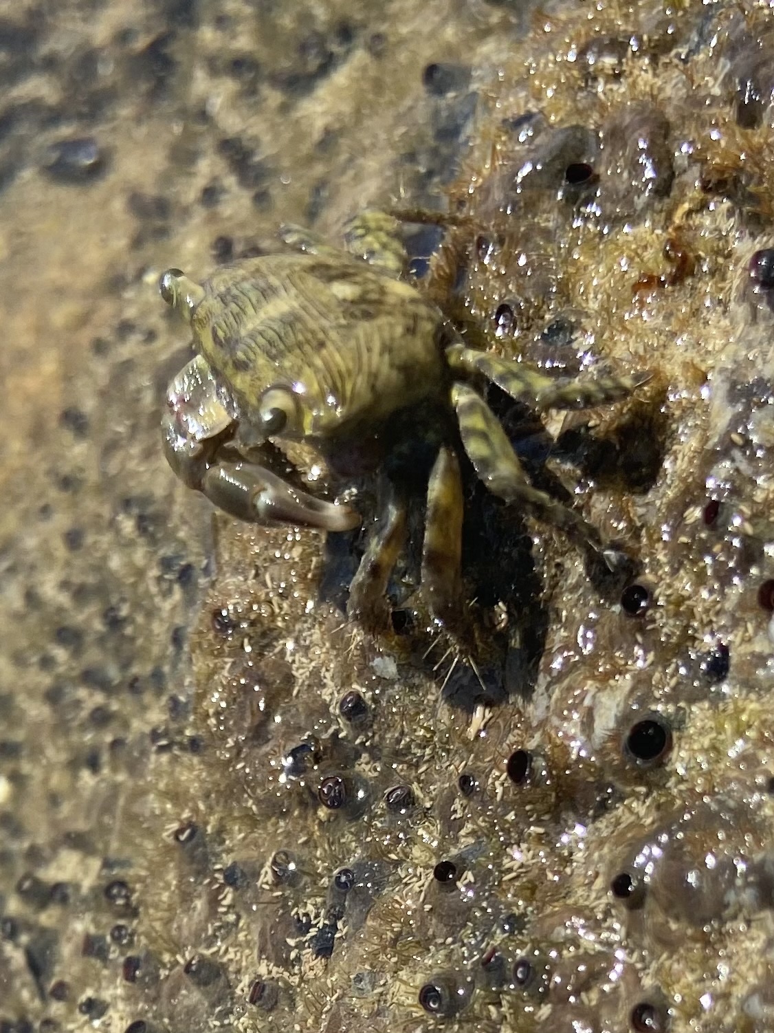 Pachygrapsus transversus (Gibbes, 1850)