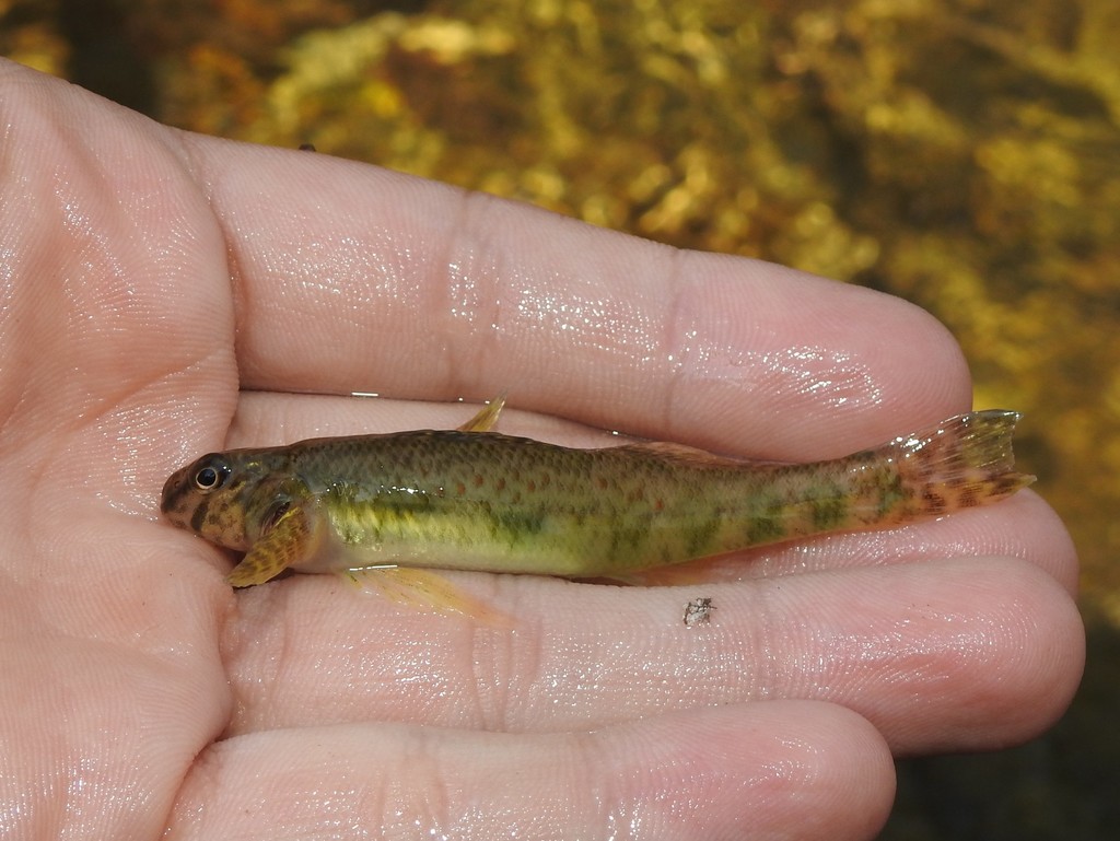 Greenside Darter from Guelph, ON, Canada on September 21, 2018 at 10:53 ...