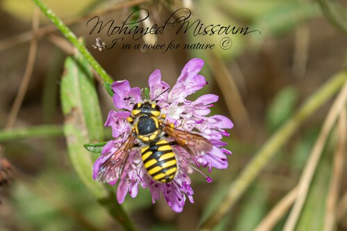 Trachusa maghrebensis · iNaturalist