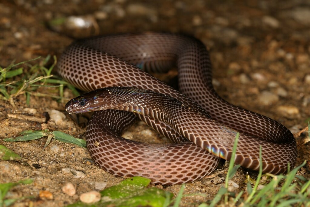 Ha Giang Odd-scaled Snake (Snakes of Vietnam) · iNaturalist