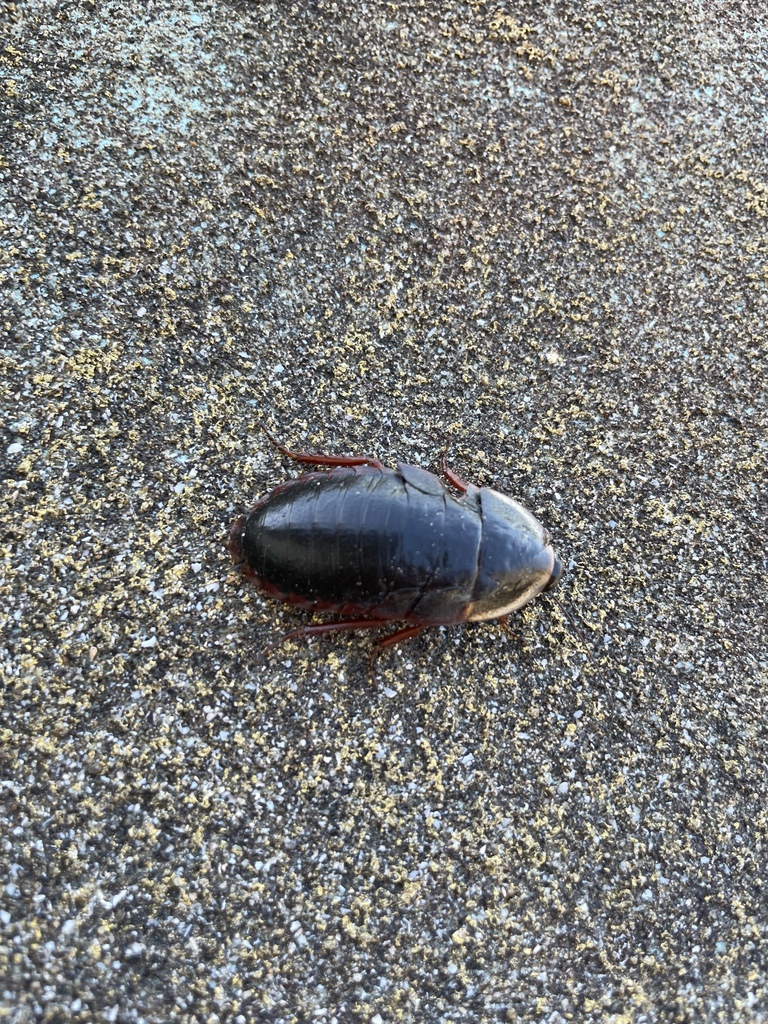 Amphibious Litter Cockroach from 日本、〒891-3101 鹿児島県西之表市西之表 on January 08, 2023 at 01:01 PM by K ...