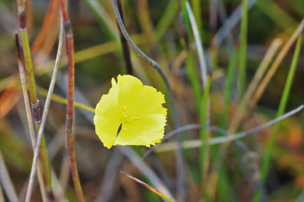 yellow-eyed grasses from Blue Mountains Nat'l Park NSW 2787, Australia ...