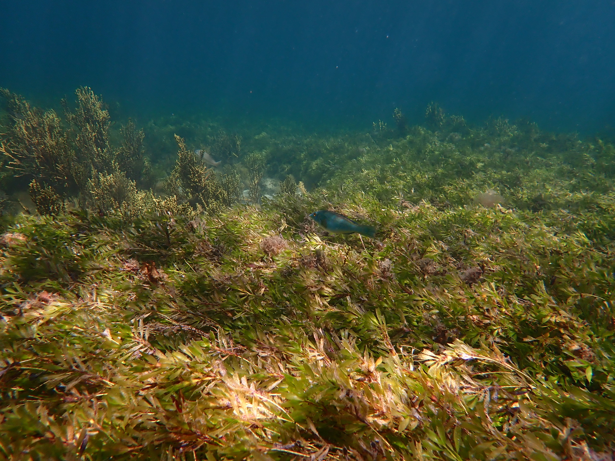 Haletta semifasciata (Valenciennes, 1840)