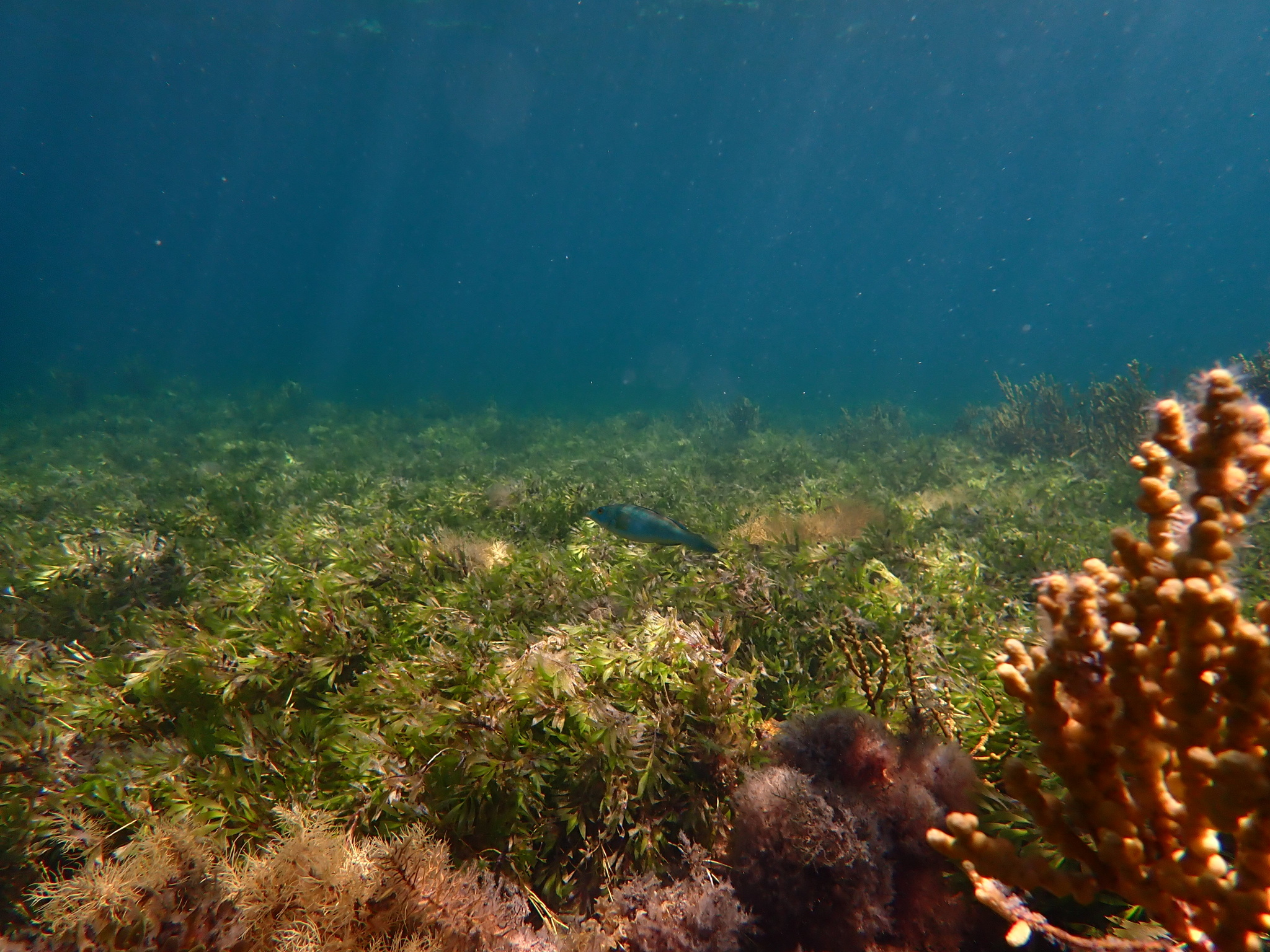 Haletta semifasciata (Valenciennes, 1840)