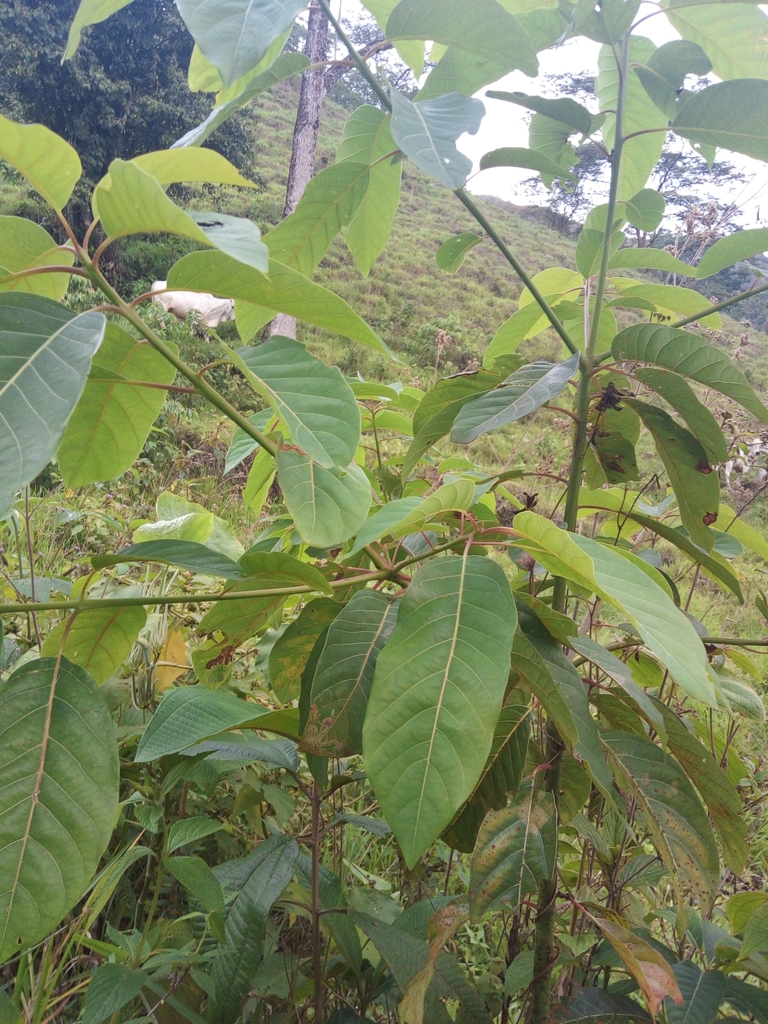 Wild avocado from Teguas on April 14, 2022 at 04:50 PM by Alejandra ...