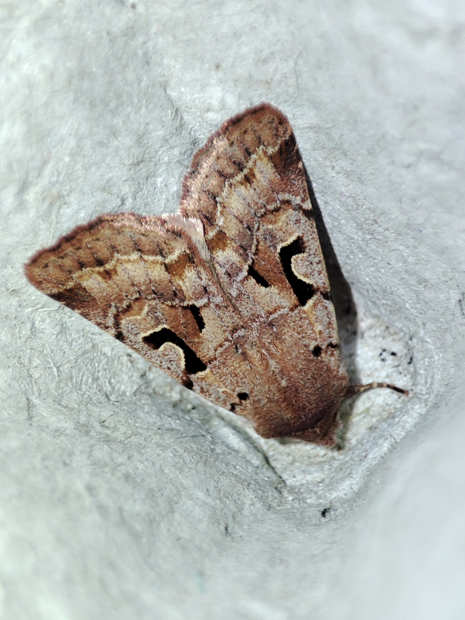 Orthosia gothica Linnaeus, 1758