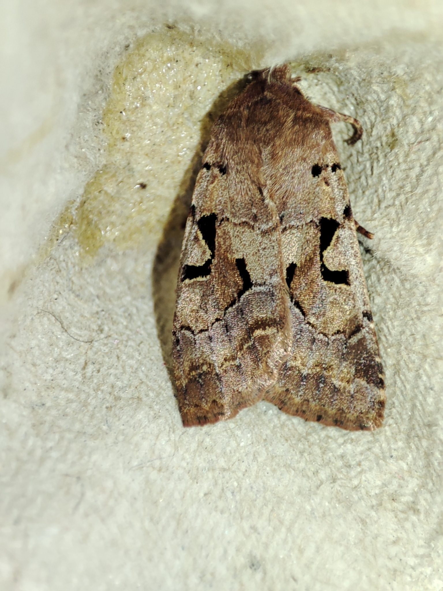 Orthosia gothica Linnaeus, 1758