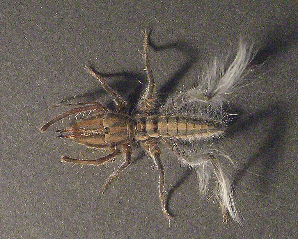 Striped Feather-legged Solifuge from Garden Route District Municipality ...