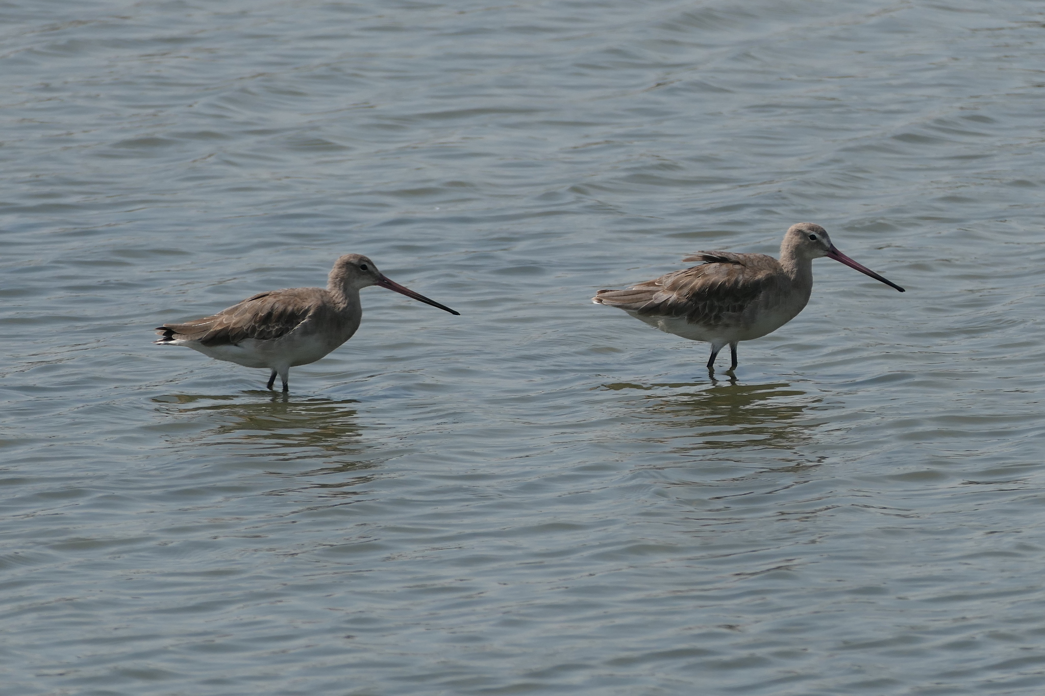 Limosa limosa (Linnaeus, 1758)