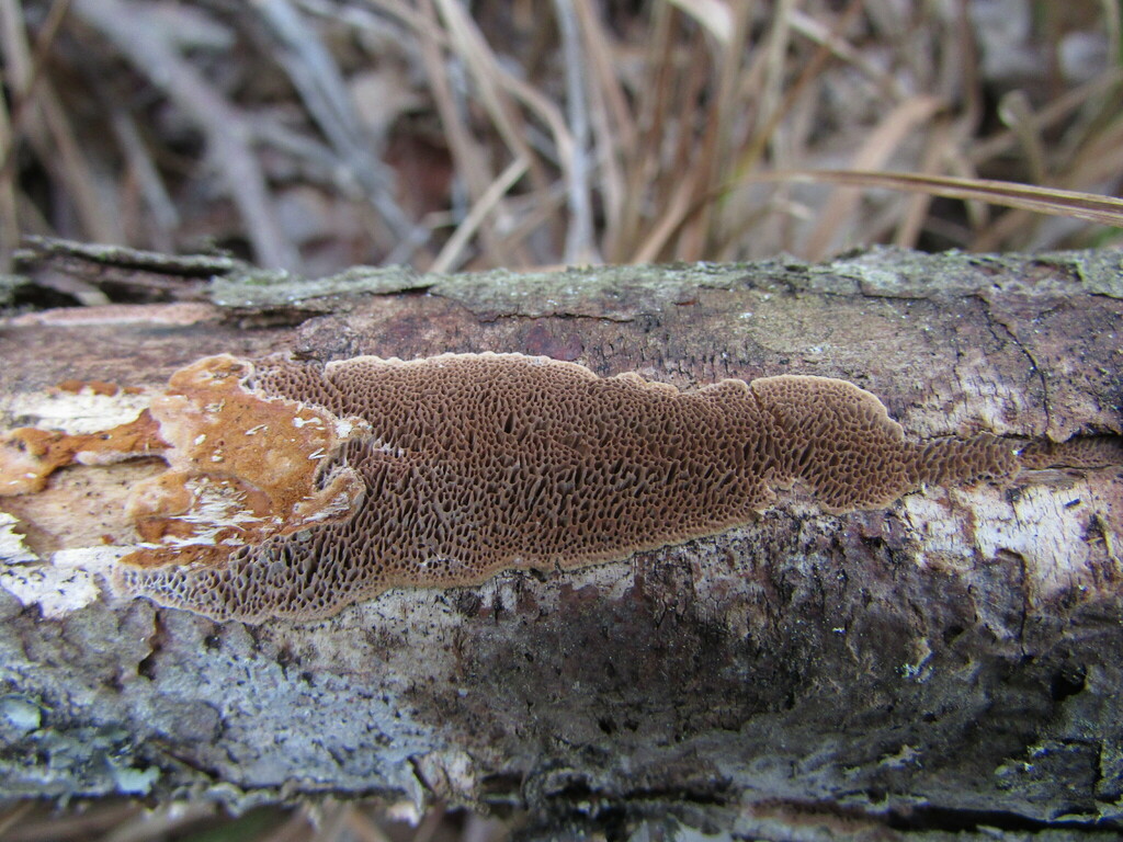 Rusty Porecrust from Woodland, NJ, USA on January 21, 2023 at 03:36 AM ...