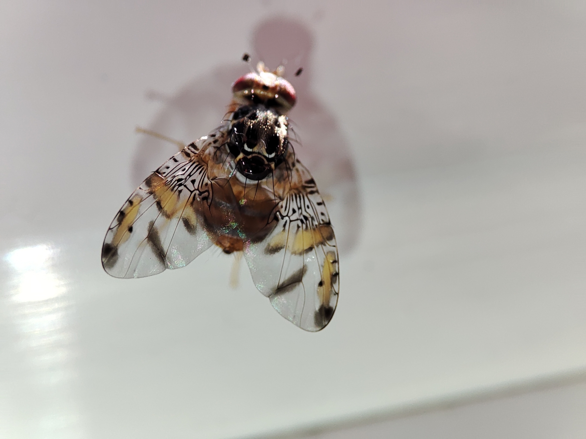 Ceratitis capitata (Wiedemann, 1824)