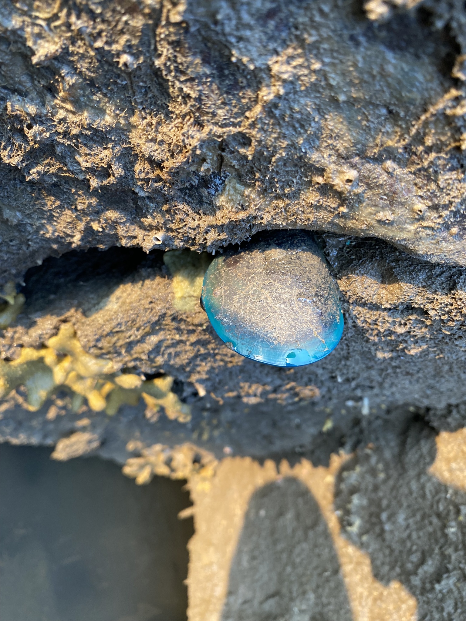 Perna viridis (Linnaeus, 1758)