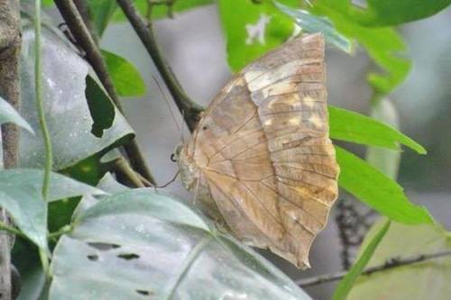 Zeuxidia amethystus (Butterflies of Negeri Sembilan (Malaysia ...