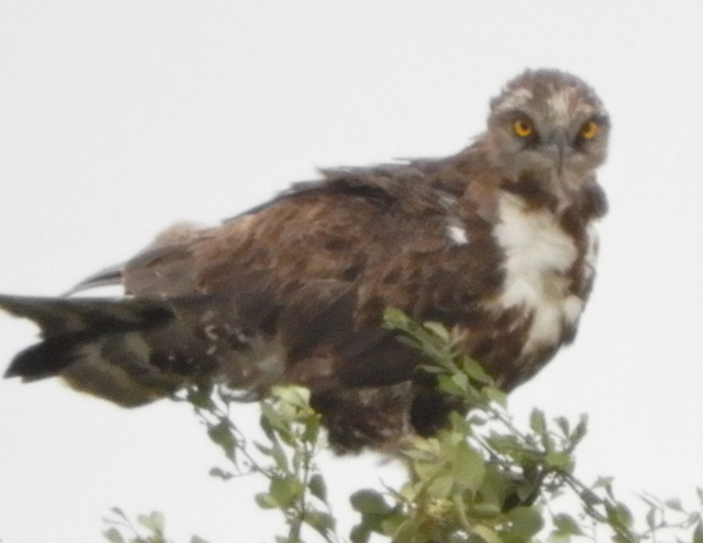 Snake-Eagles from Mara Triangle National Reserve, Kenya on December 09 ...