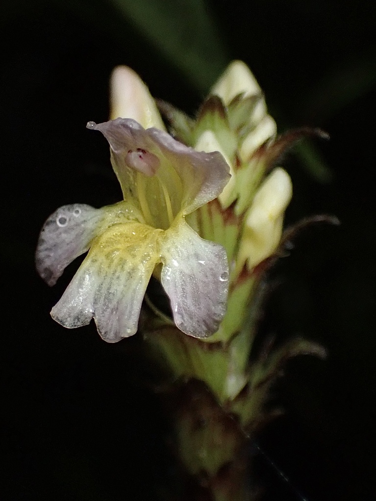 acanthus family from Archidona, EC-NA, EC on January 21, 2023 at 07:20 ...