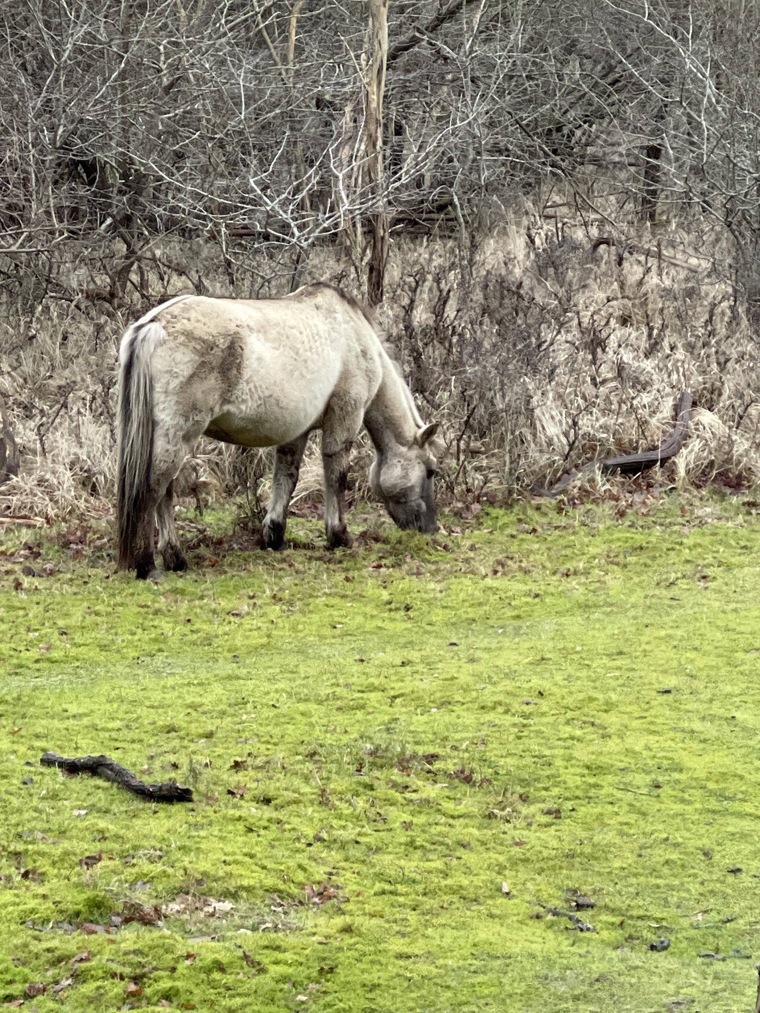 Equus caballus Linnaeus, 1758