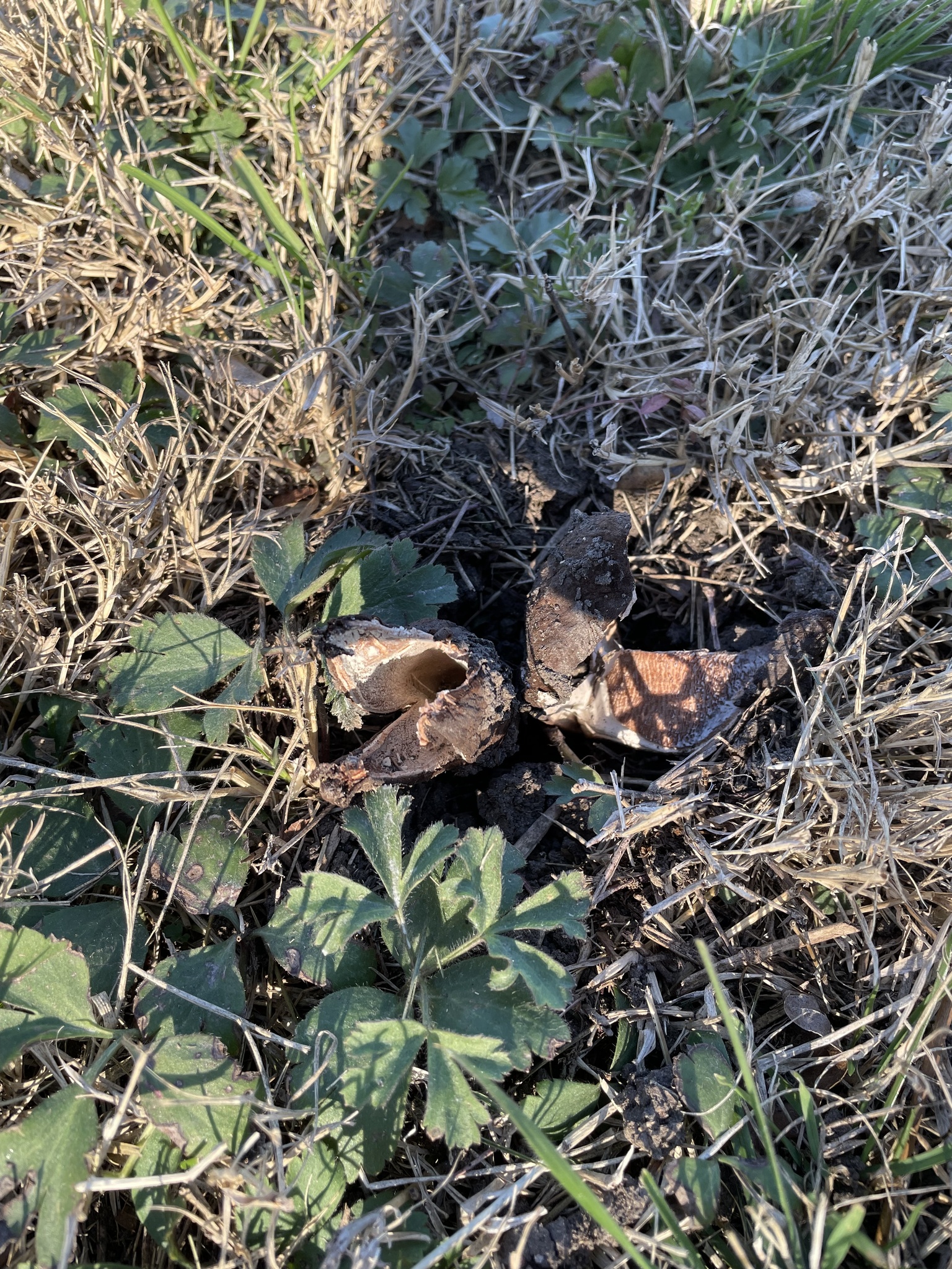 Chorioactis geaster (Peck) Kupfer ex Eckblad