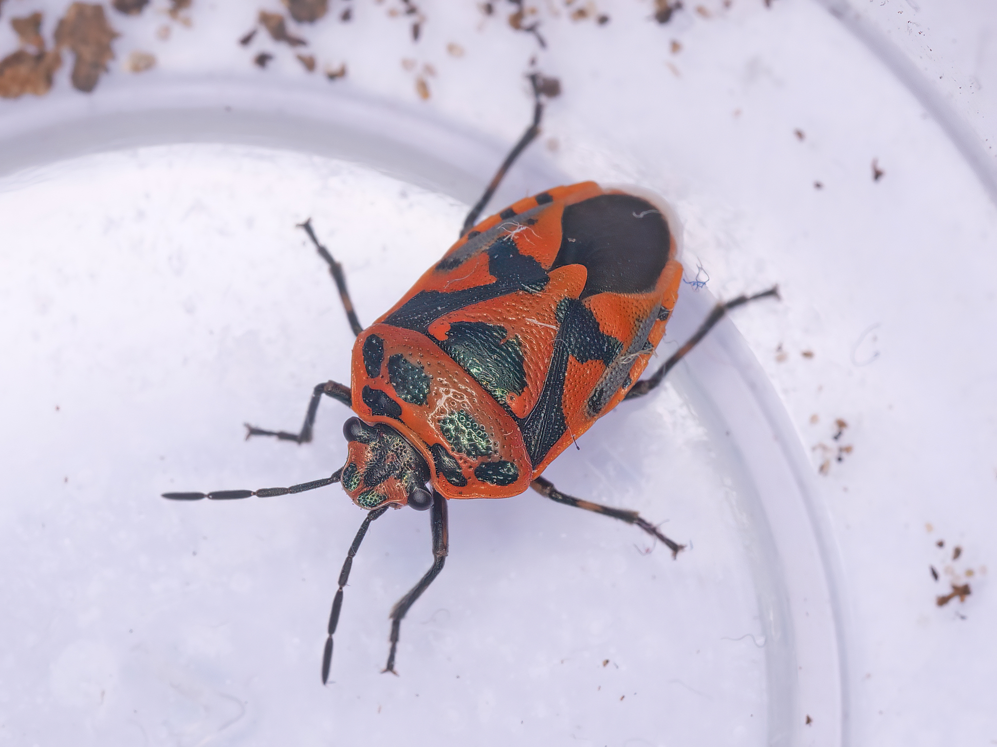 Eurydema ornata (Linnaeus, 1758)