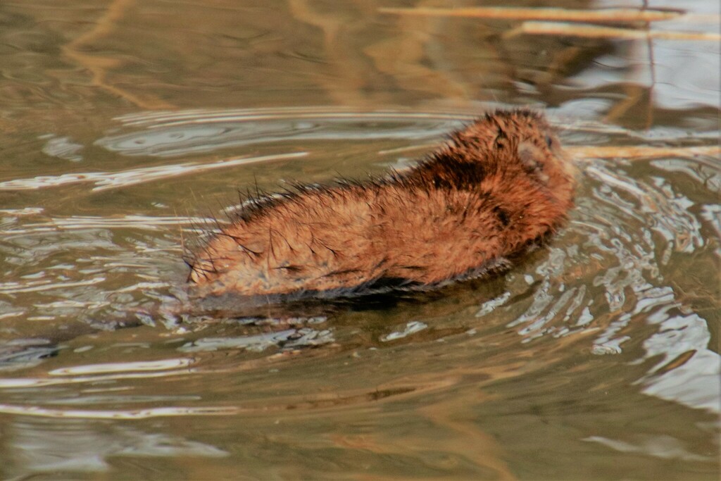 Muskrat from Fruitdale, Wheat Ridge, CO 80033, USA on January 21, 2023 ...
