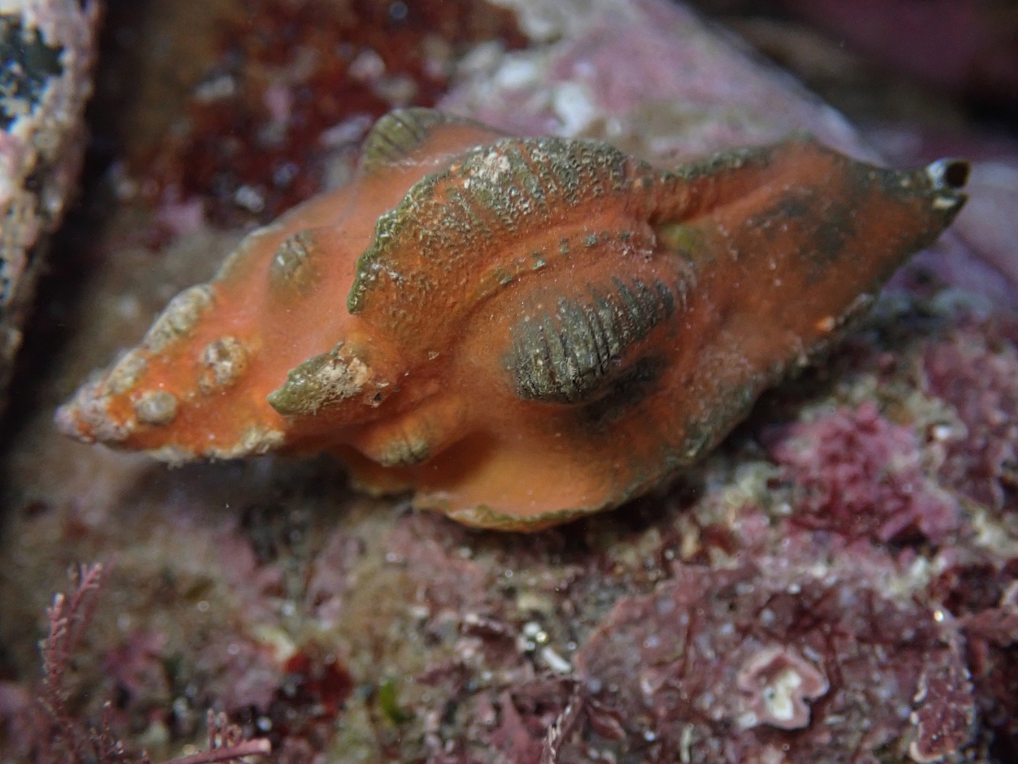 Pteropurpura festiva (Hinds, 1844)