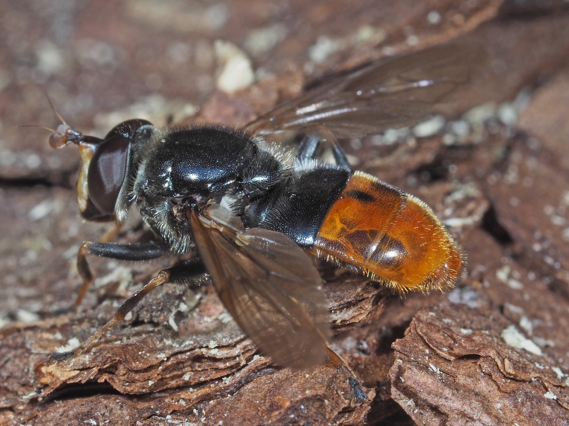 Blera fallax (Linnaeus, 1758)
