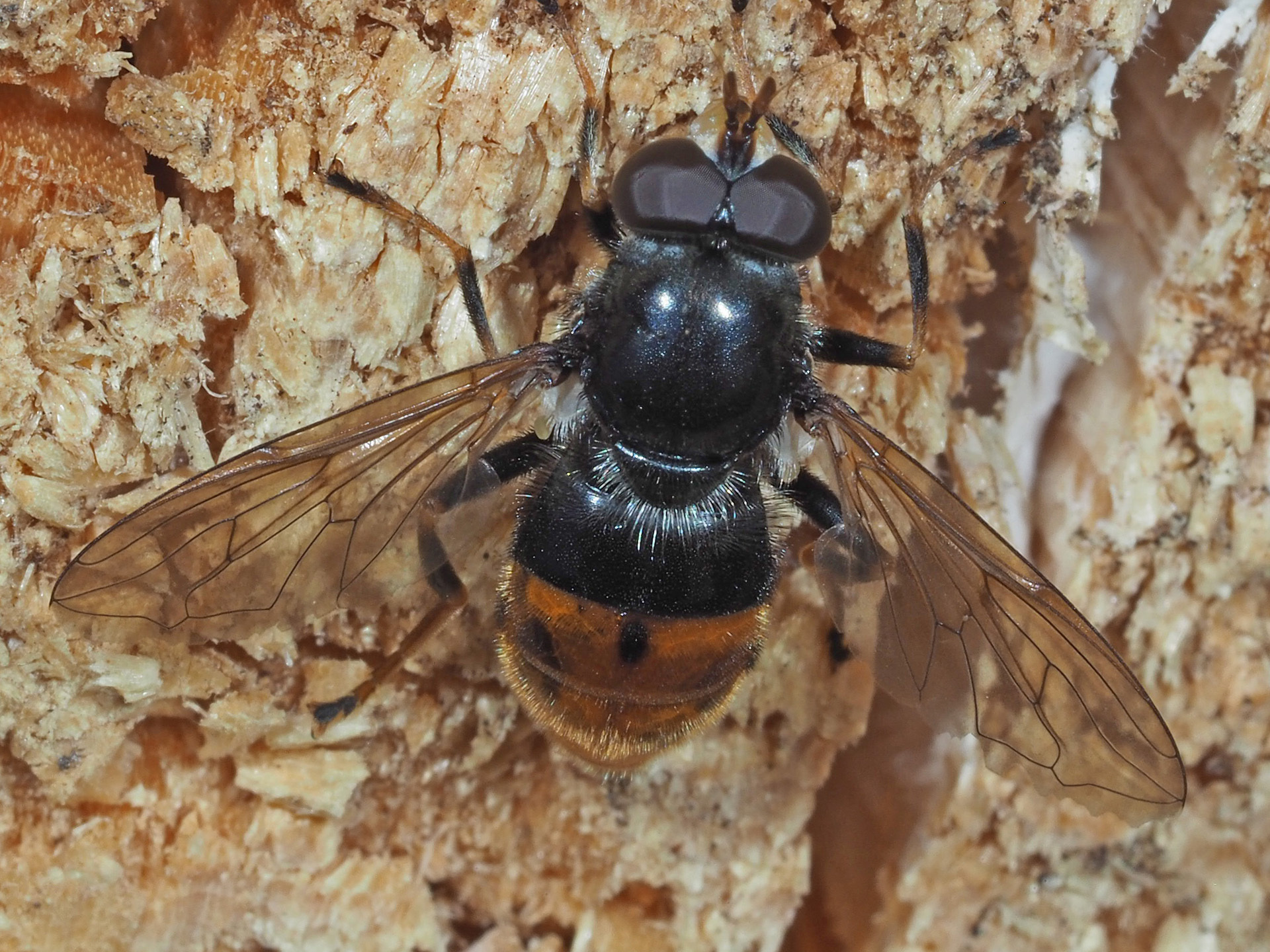 Blera fallax (Linnaeus, 1758)