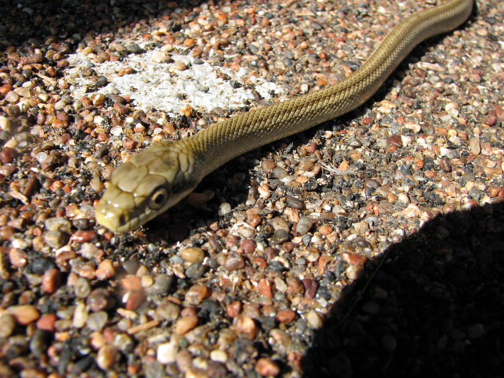 Japanese Ratsnake (Elaphe climacophora) - Snakes and Lizards