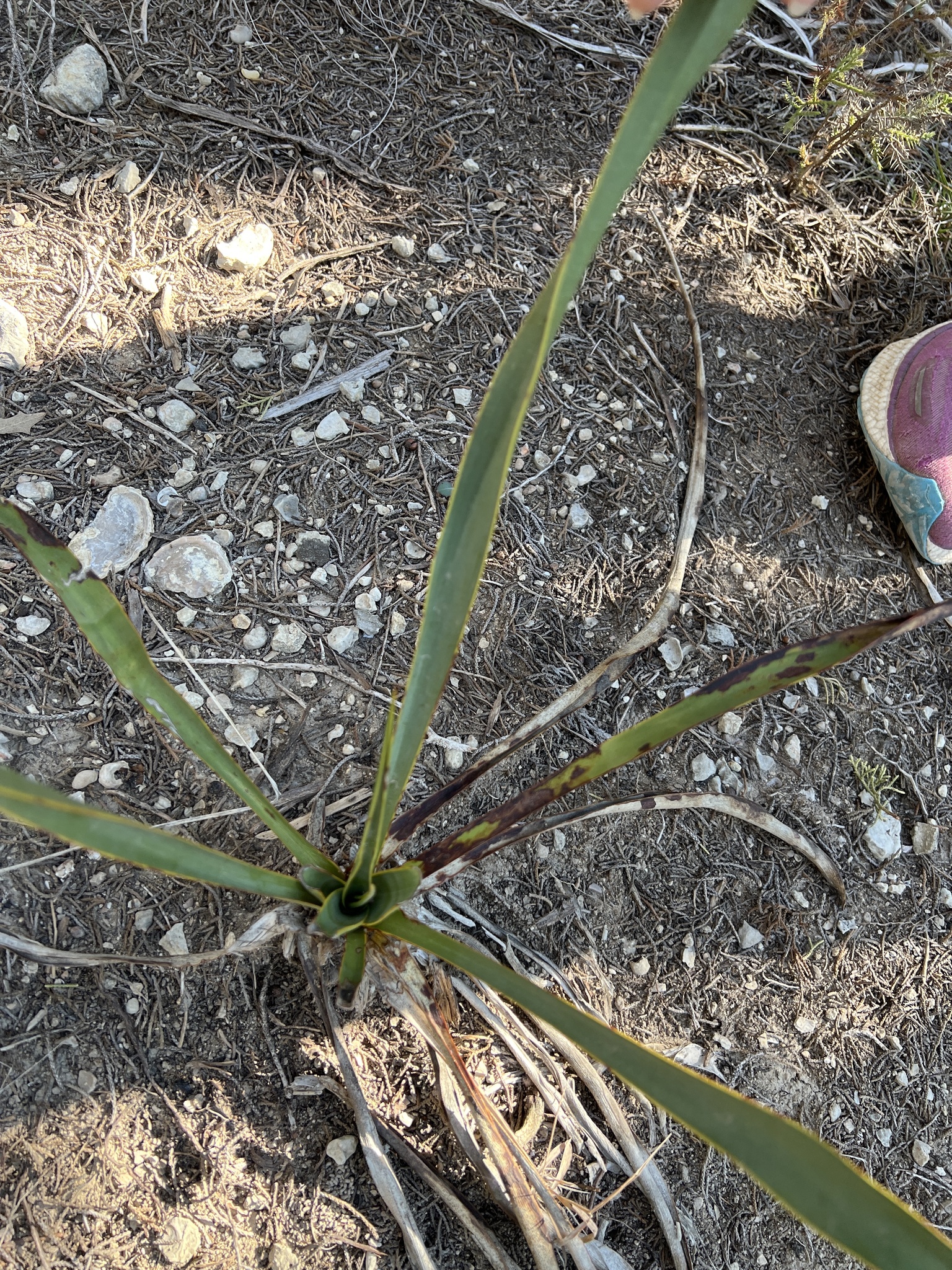 Yucca rupicola Scheele