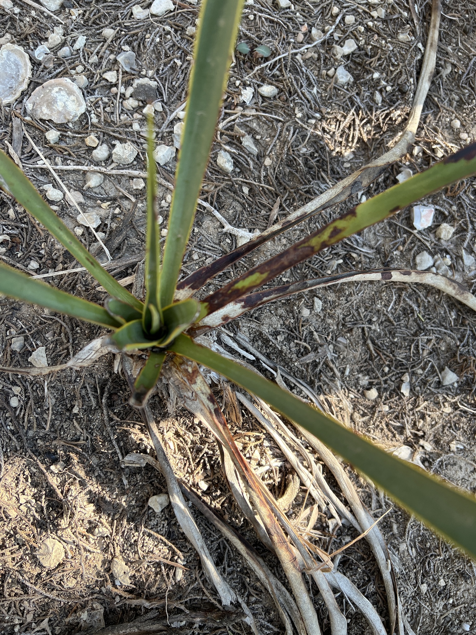 Yucca rupicola Scheele