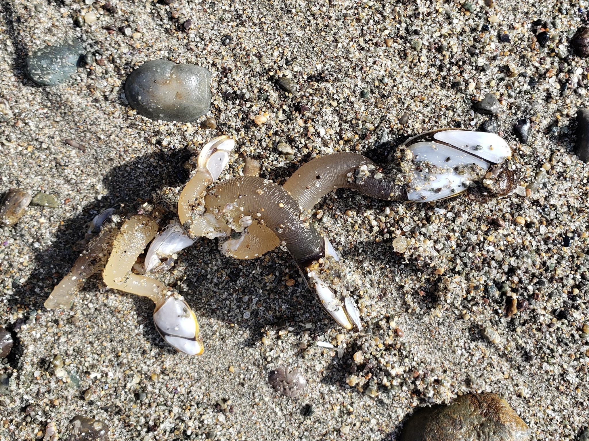 Lepas Linnaeus, 1758