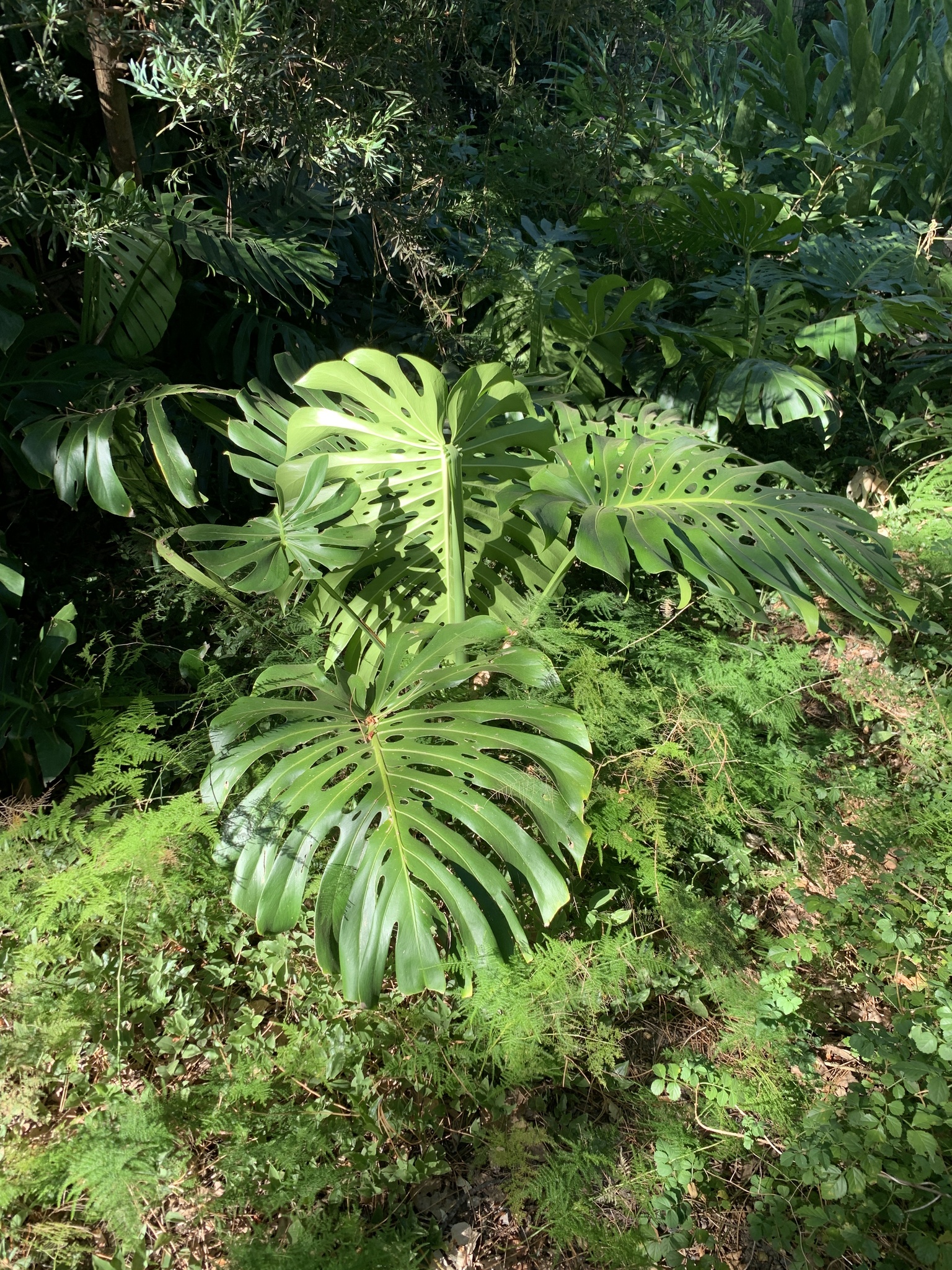 Monstera deliciosa Liebm.