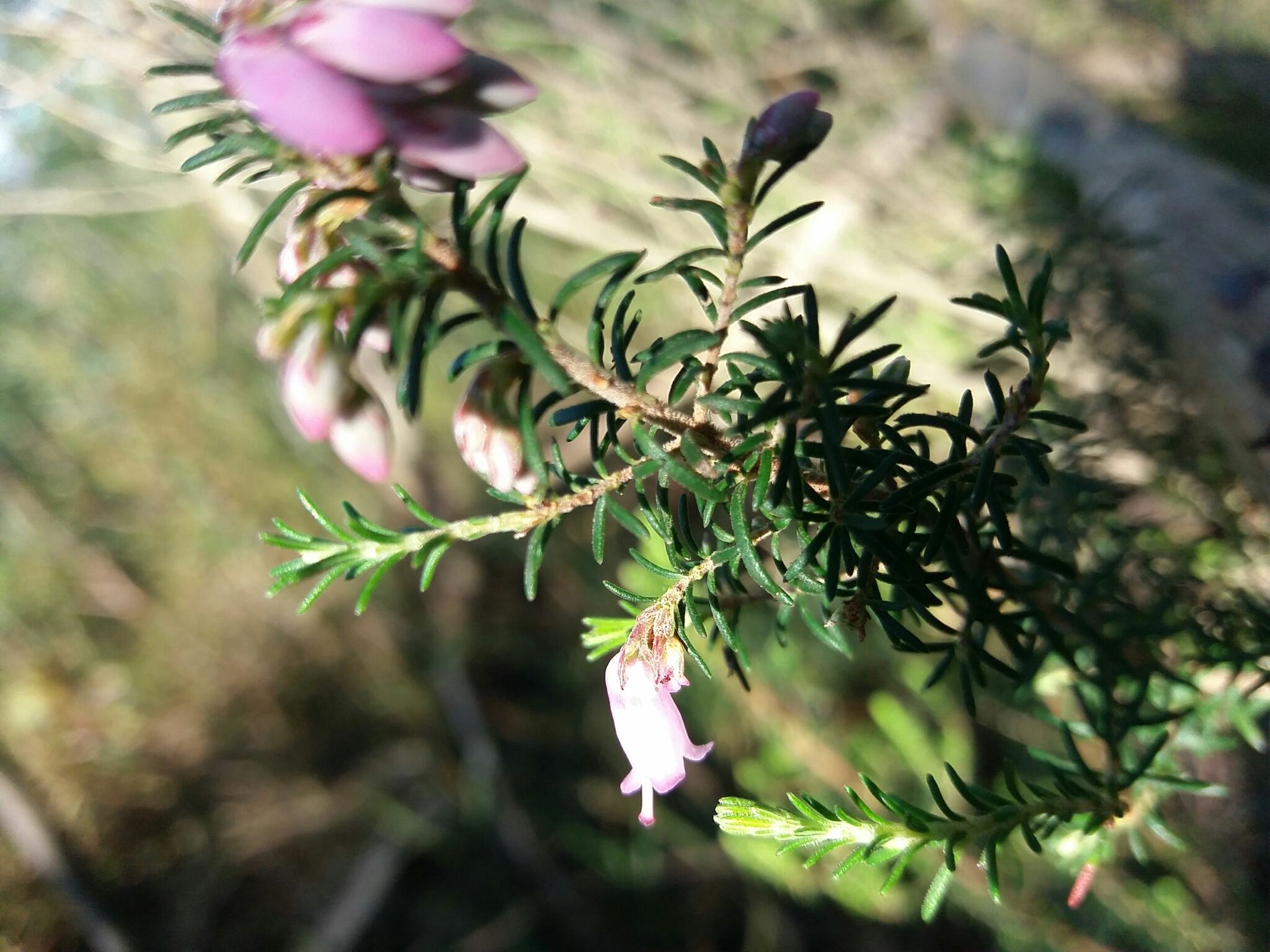 Erica australis L.